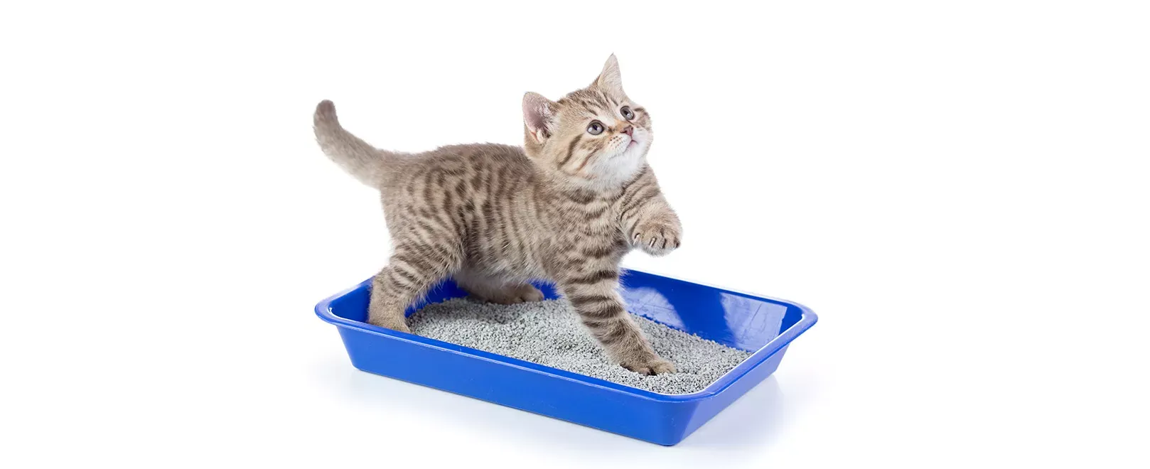 Cat spreading cat litter: Which cat litter makes the least mess?